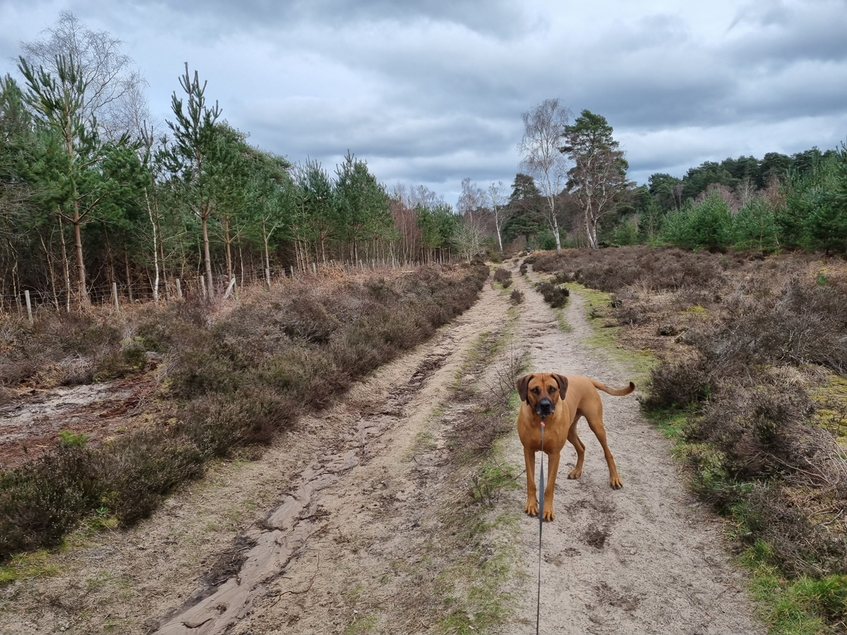 Dog Walk at Witley and Milford Commons