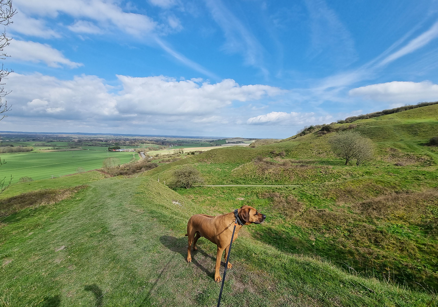 Dog Walk at Malling Down