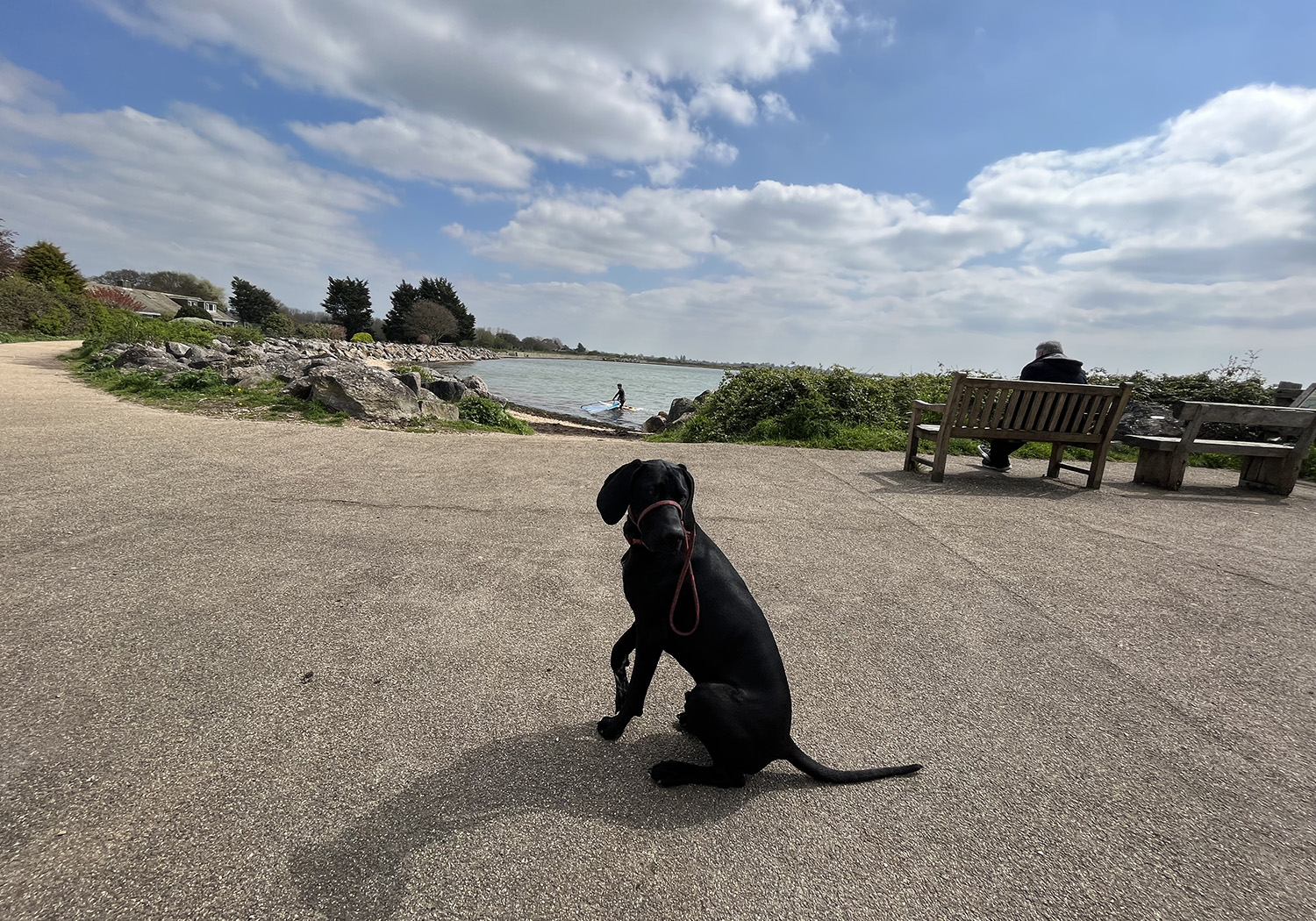 Dog Walk at Prinsted Nutbourne Loop