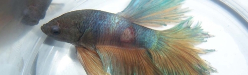 How to treat a betta bacterial infection - Bettaboxx