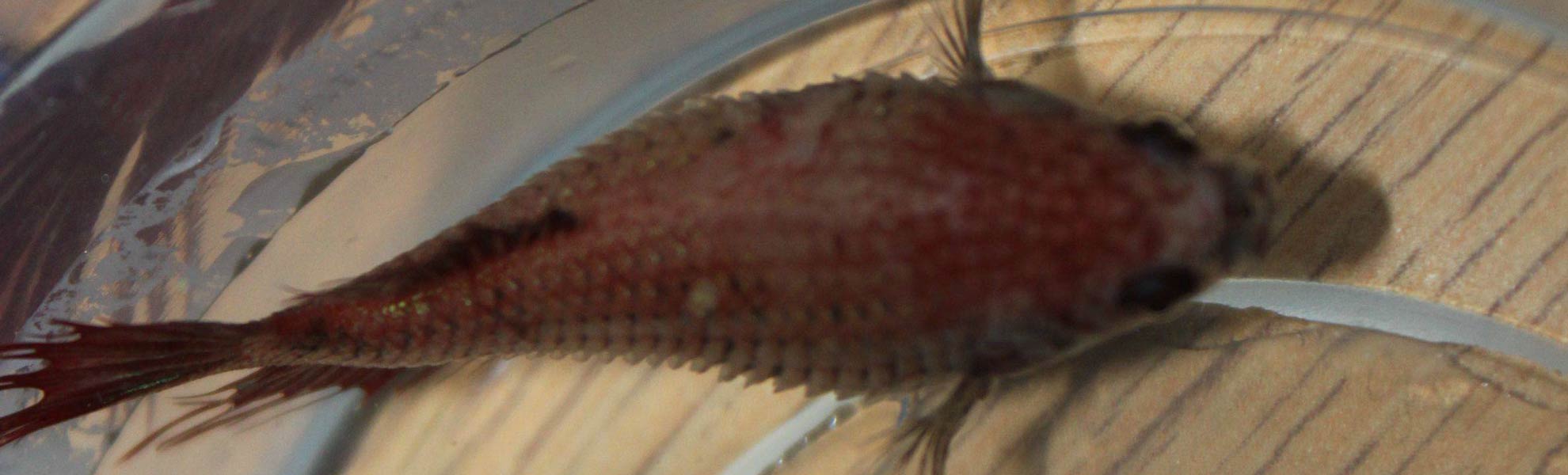 Betta tuberculosis symptoms - Bettaboxx