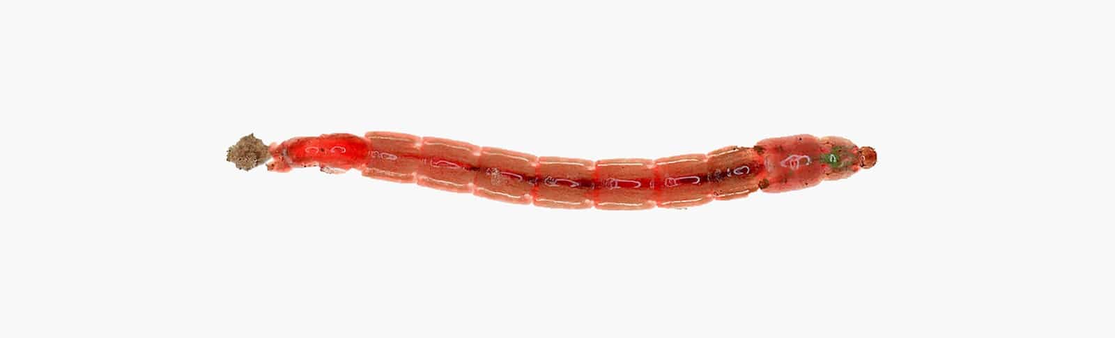 How much and how often to feed your betta fish — Bettaboxx