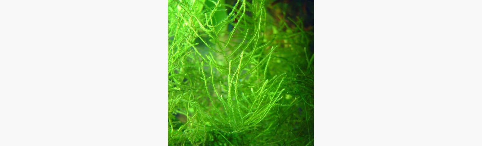 The best plants & bulbs for betta fish - Bettaboxx