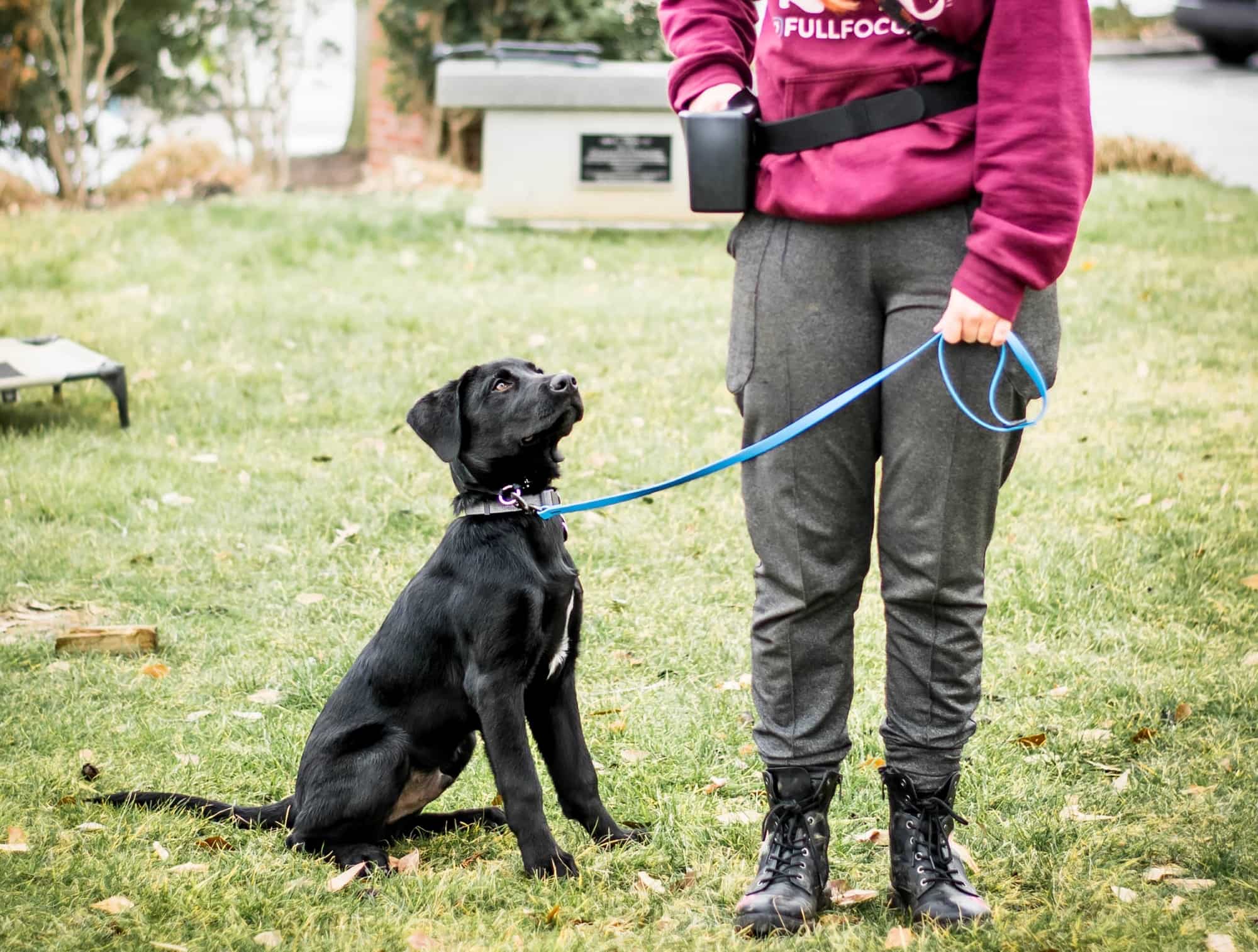 FullFocusK9 Dog Training