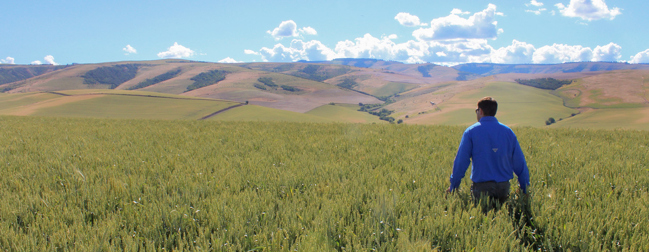 High Fiber Wheat Grown By Family Farmers | Flourish Low Carb Flour