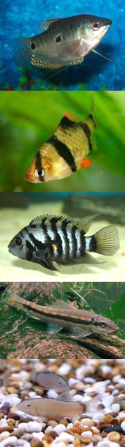 Top 5 Aggressive Freshwater Aquarium Fish - ONEdersave blog | EcoBio ...