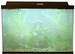 Cloudy Fish Tanks- What Every Aquarium Hobbyist Should Know ...
