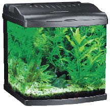 Tips for Freshwater Nano Tanks - ONEdersave blog | EcoBio-Block Makes ...