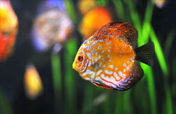 Why Are My Fish Losing Their Color? - ONEdersave blog | EcoBio-Block ...