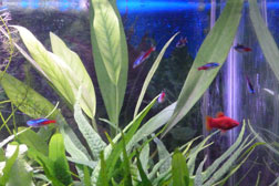 How to Determine the Right Number of Fish for Your Aquarium ...