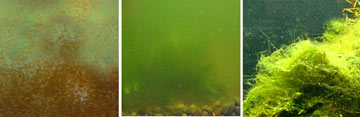 Aquarium Algae - Understanding and Controlling - ONEdersave blog ...