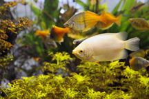Overcrowded Aquarium - Consider Upgrading to Larger Tank - ONEdersave ...