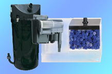 Why Biological Filtration Is Important - ONEdersave blog | EcoBio-Block ...