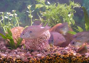 Beneficial Bacteria Is Vital For New Fish Tanks - ONEdersave blog ...