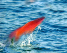 How to Keep Fish From Jumping Out of the Tank - ONEdersave blog ...
