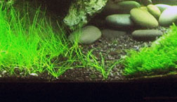 Types of Aquarium Substrate and the Associated Benefits - ONEdersave ...