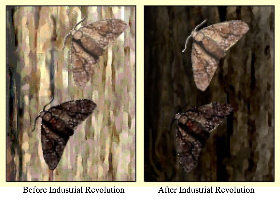 What Was The Industrial Revolution Of Moths at Louise Mcmakin blog