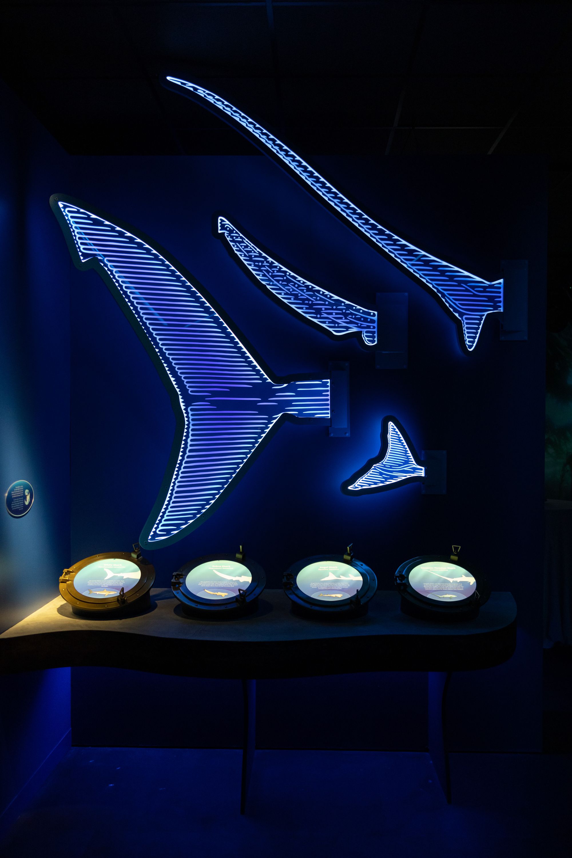 rootlab: Sharks! at HMNS