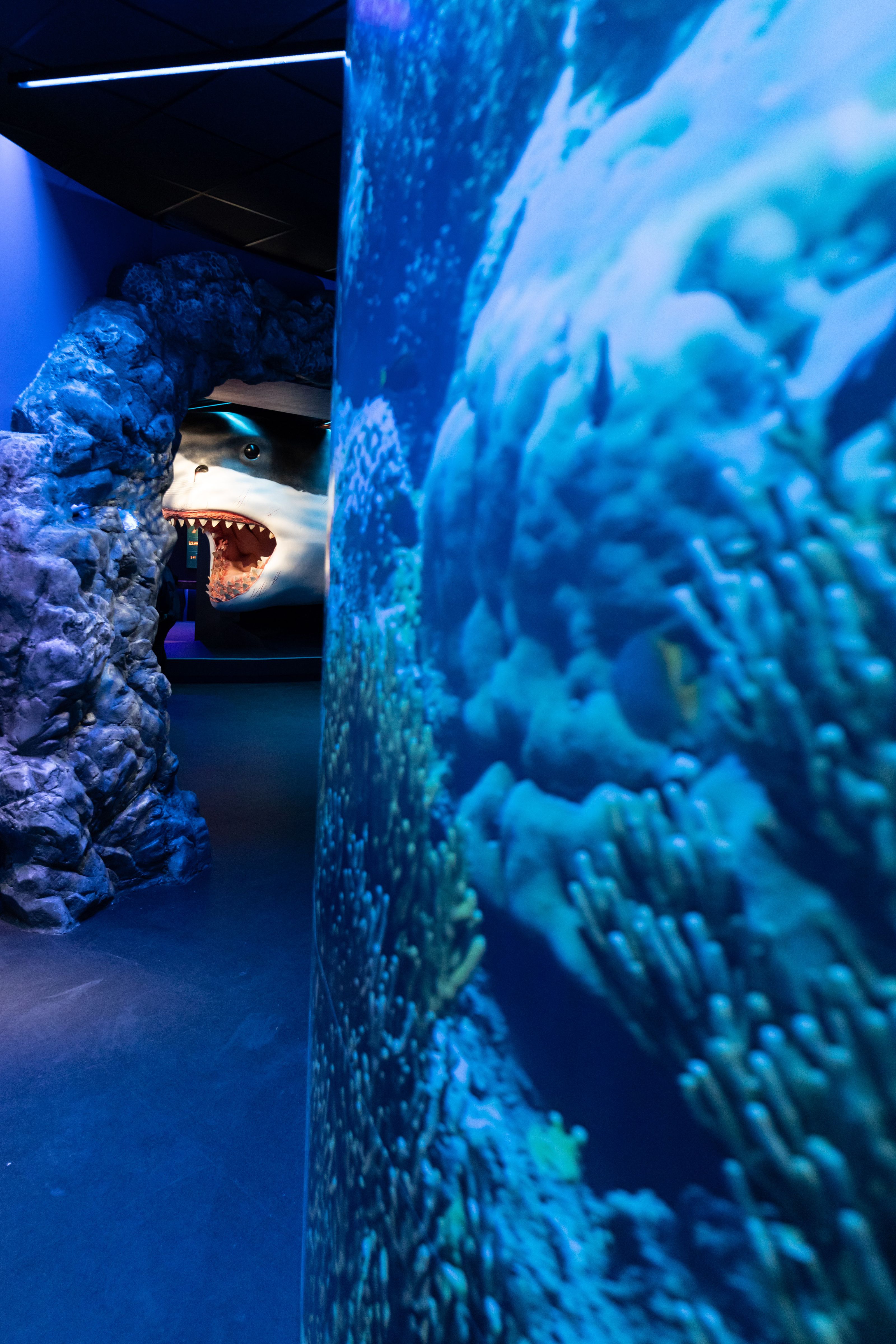 rootlab: Sharks! at HMNS