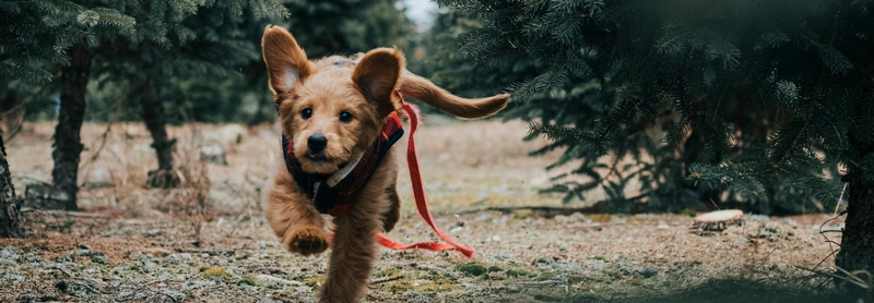 Terms of Use | Pettable