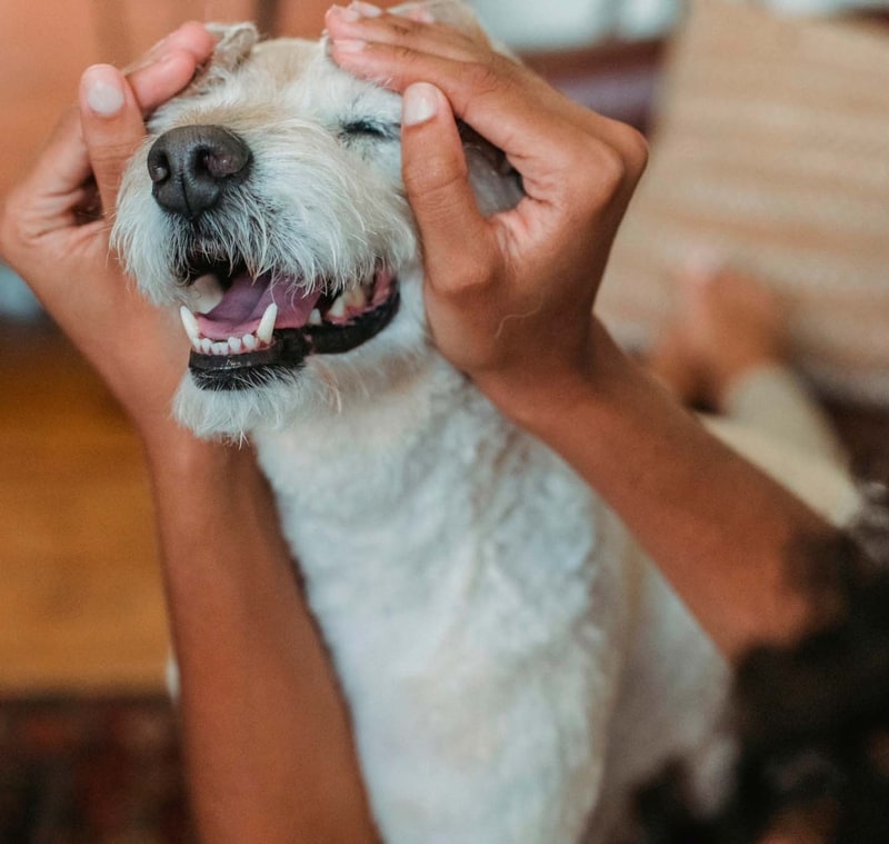 Get Your Legitimate ESA Letter Online with Therapists at Pettable