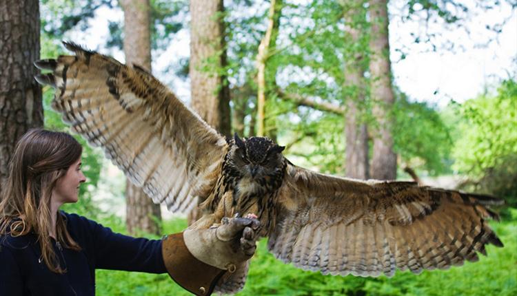 Stonehenge and The Ultimate Falconry Experience