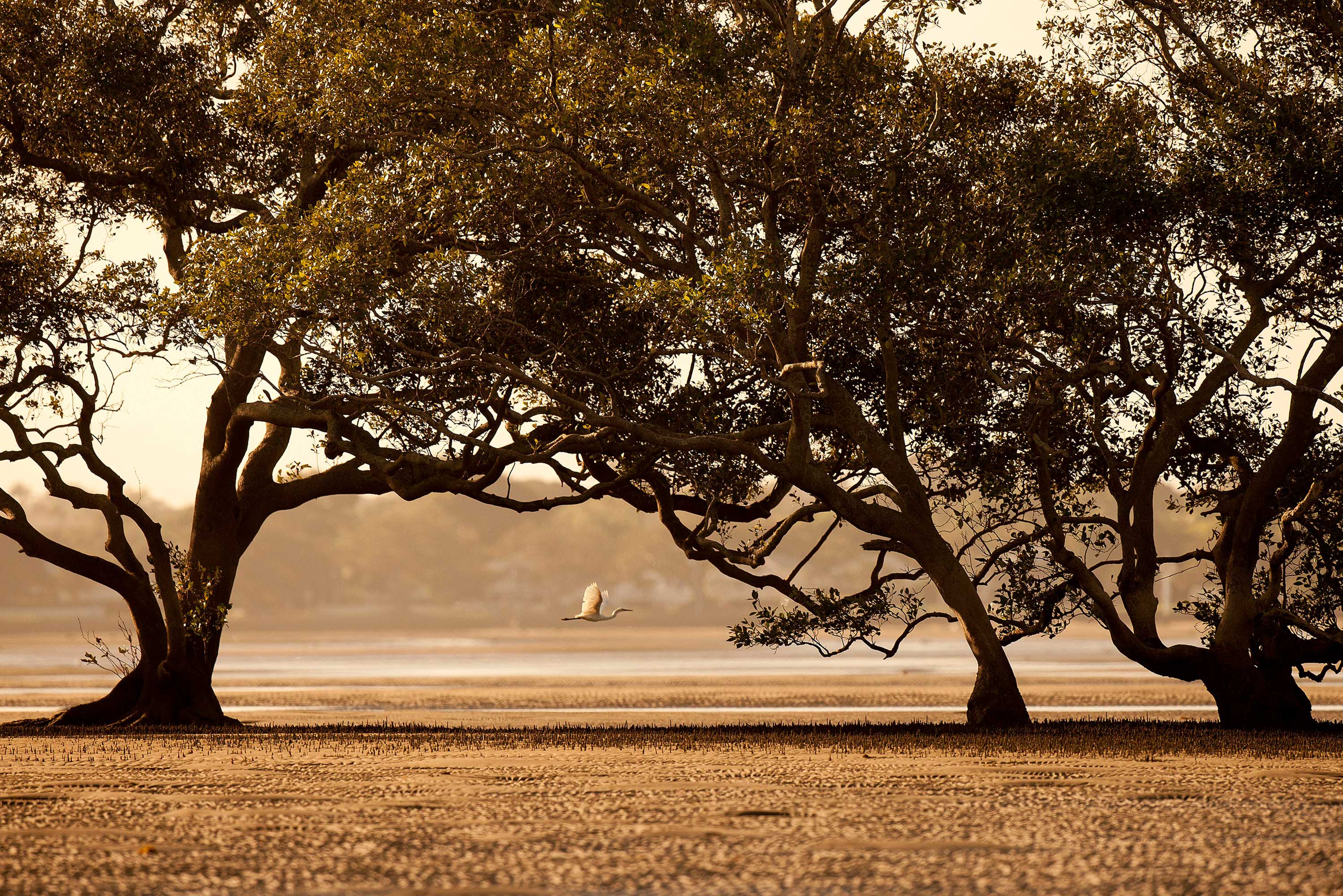 Environmental weeds survey – Boondall Wetlands Reserve