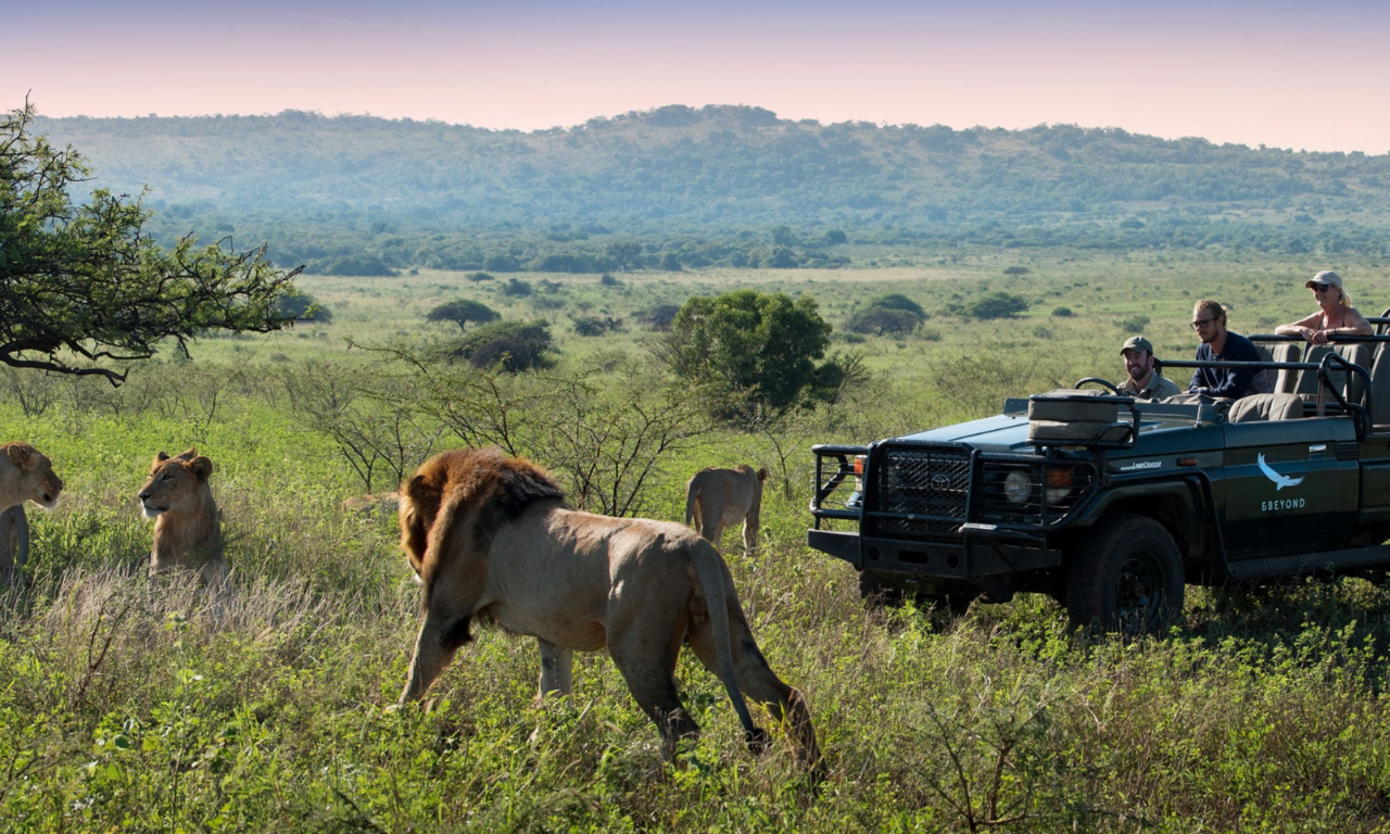 On safari at &Beyond Phinda Lodge and Private Game Reserve | Apex Travel