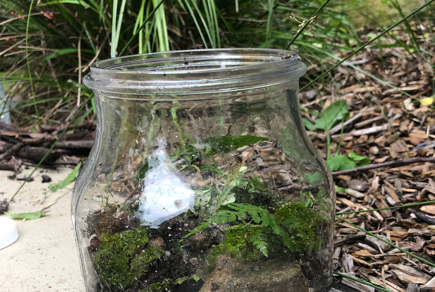 Life in a jar (Ecosphere)