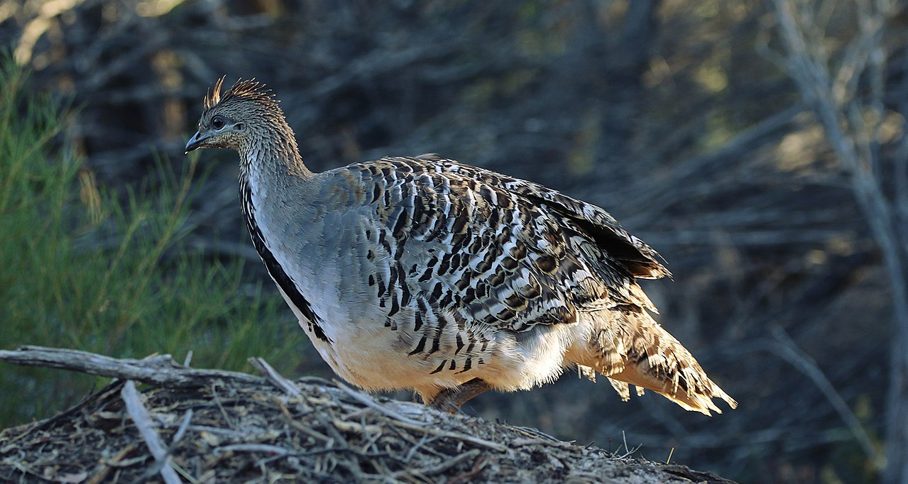 About the Malleefowl
