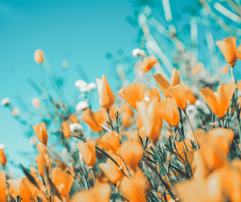 HOW TO CELEBRATE BELTANE & RITUALS