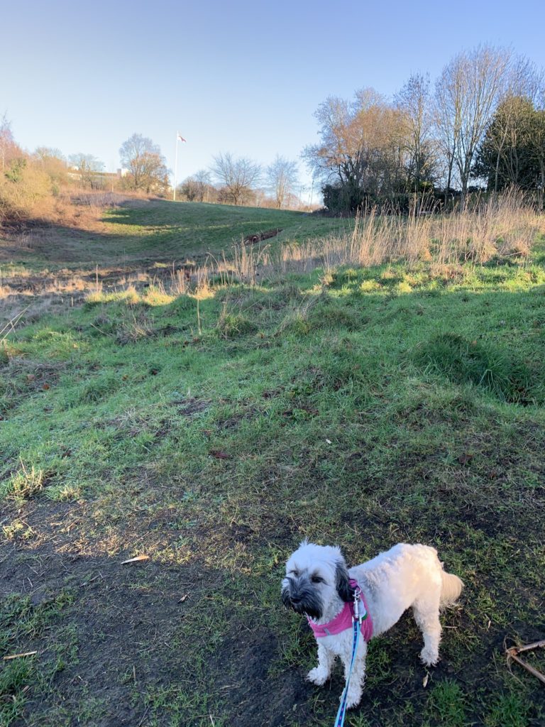 London on Four Paws: Must-Do Activities for You and Your Dog