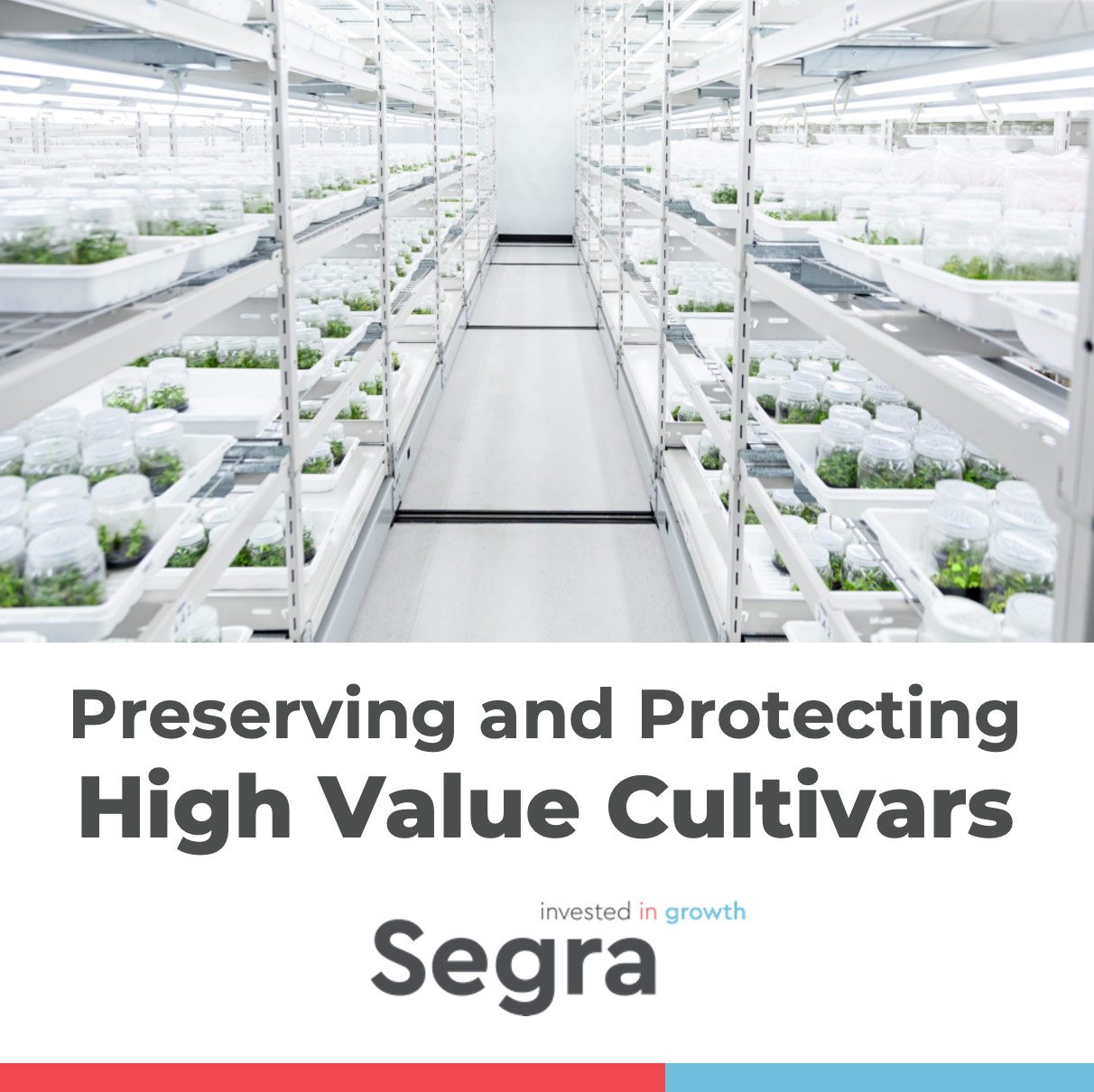 Segra International Enters into Cannabis Cultivar Genetic Banking ...