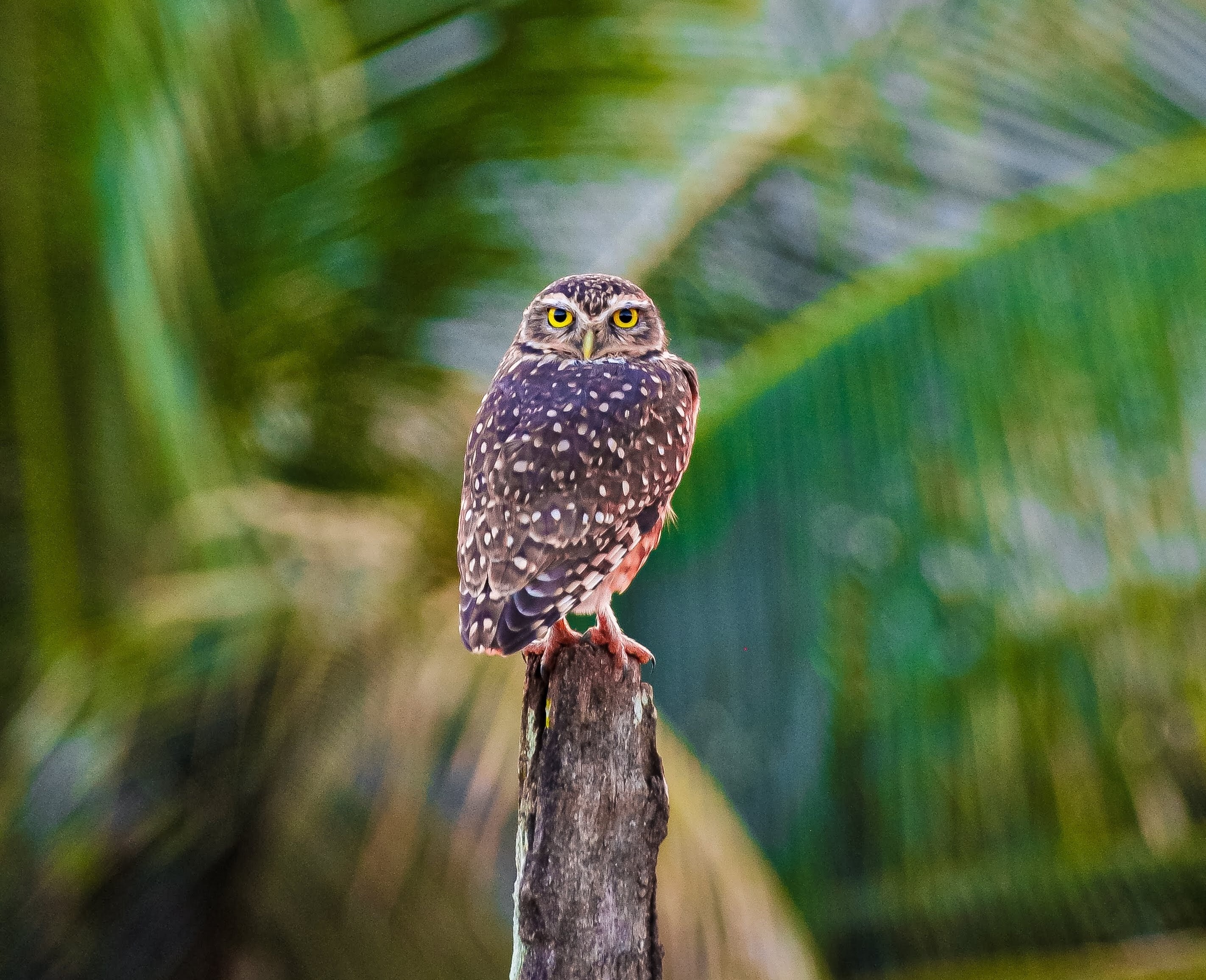 Mastering Bird Photography: Capture Feathered Beauty