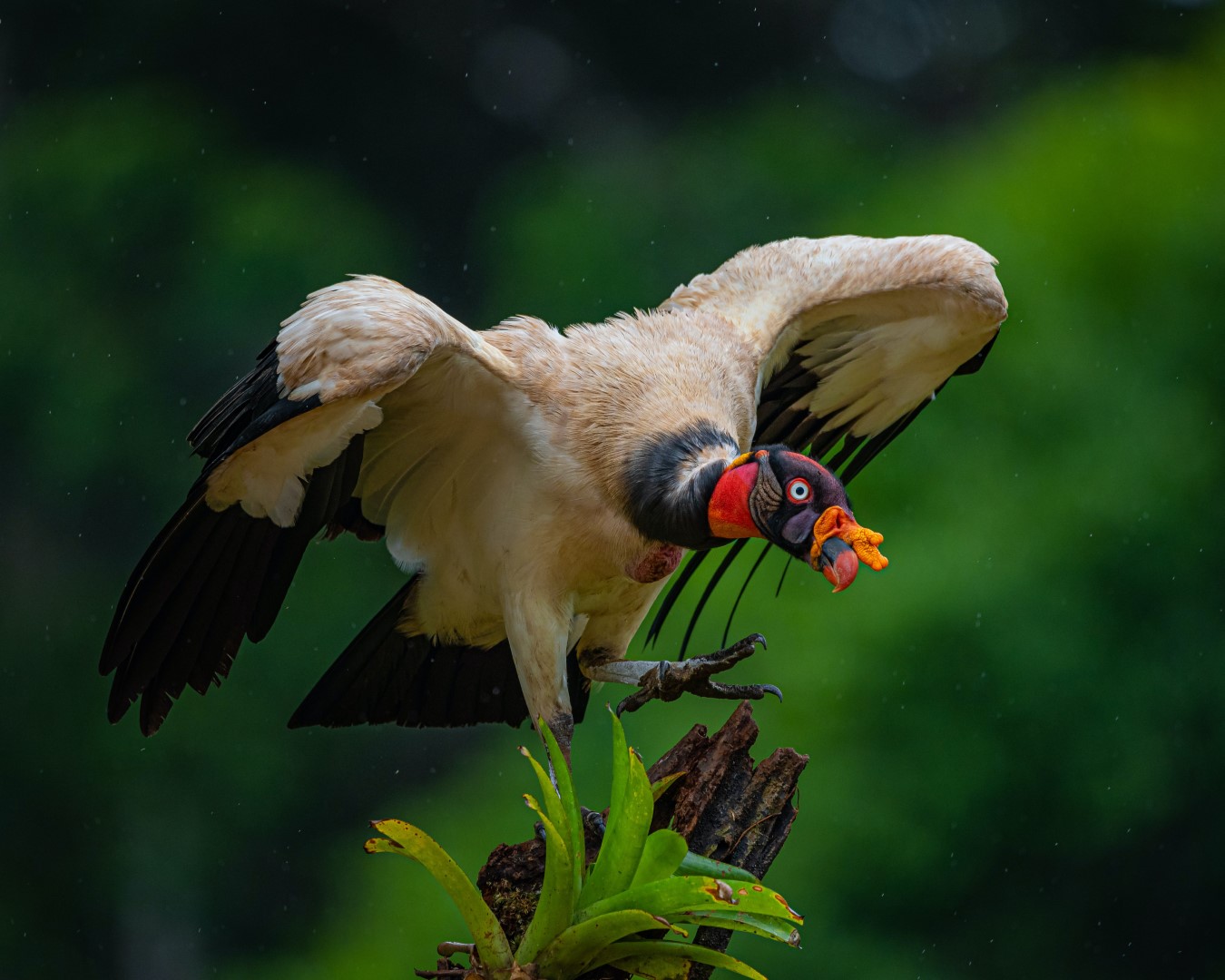 Rare Bird Encounters: Unusual Sightings Revealed