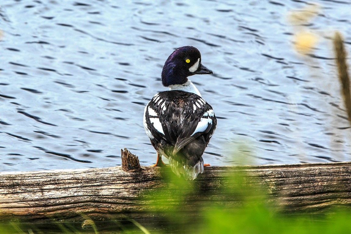 Barrow's Goldeneye: Identification and Overview