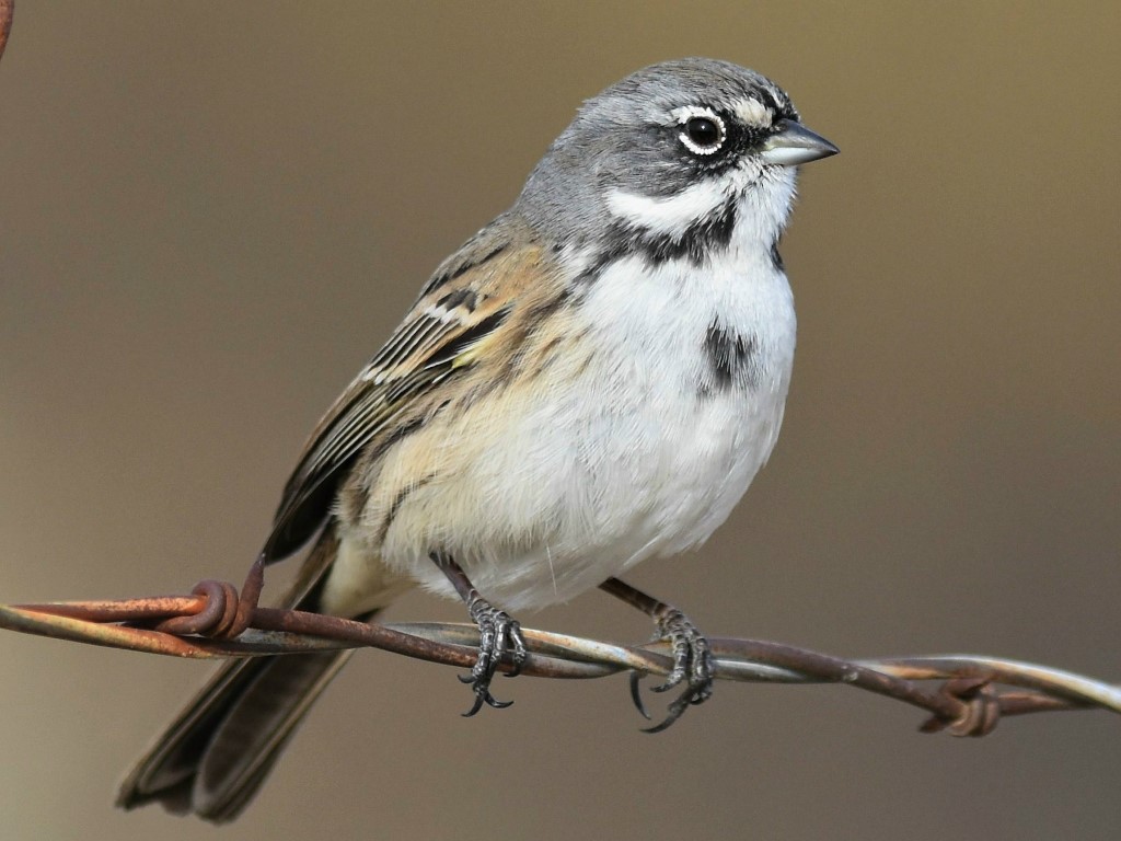 Bell's Sparrow: Identification and Overview