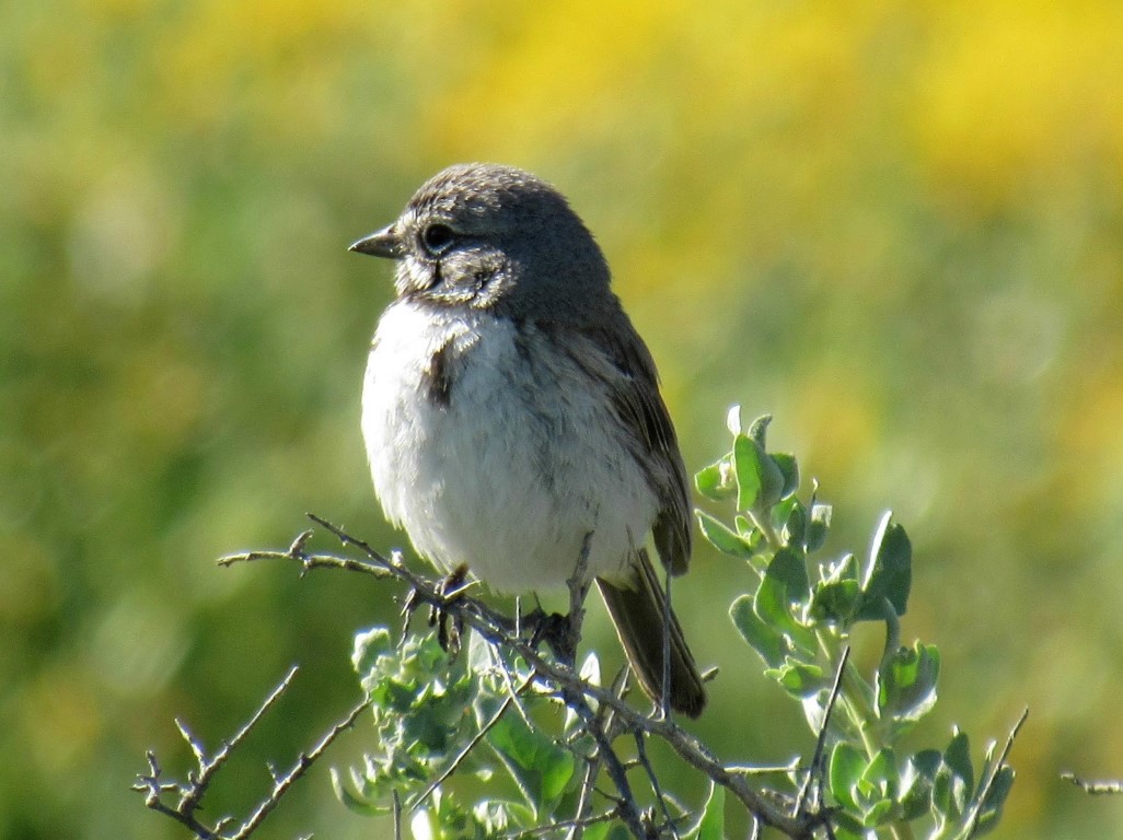 Bell's Sparrow: Identification and Overview