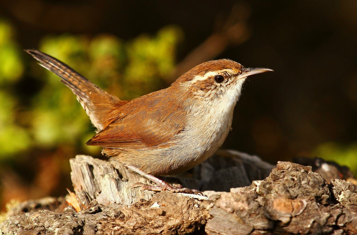 Bewick's Wren: Identification and Overview