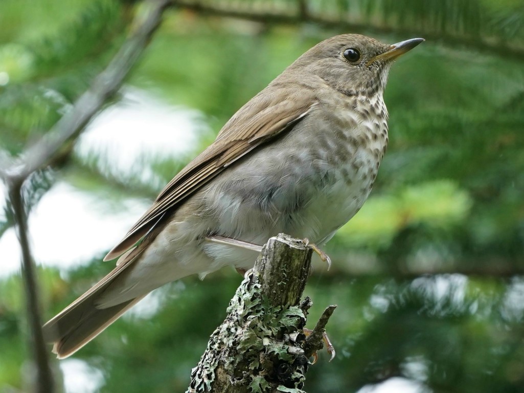 Bicknell's Thrush: Identification and Overview