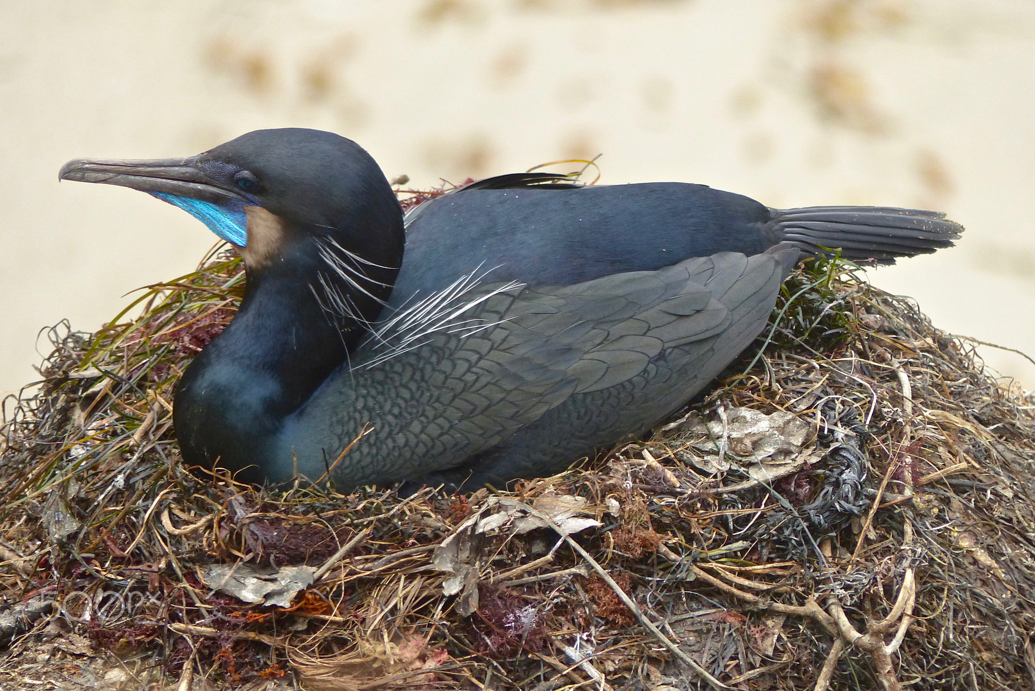 Brandt's Cormorant: Identification and Overview