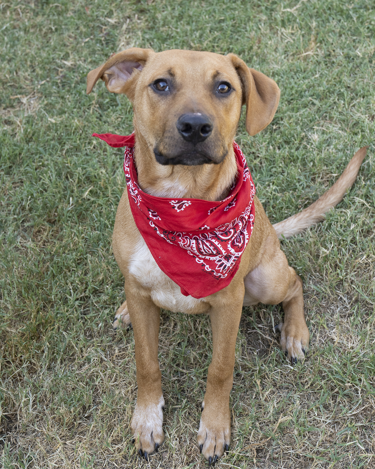 Pet of the Week: Gilbert