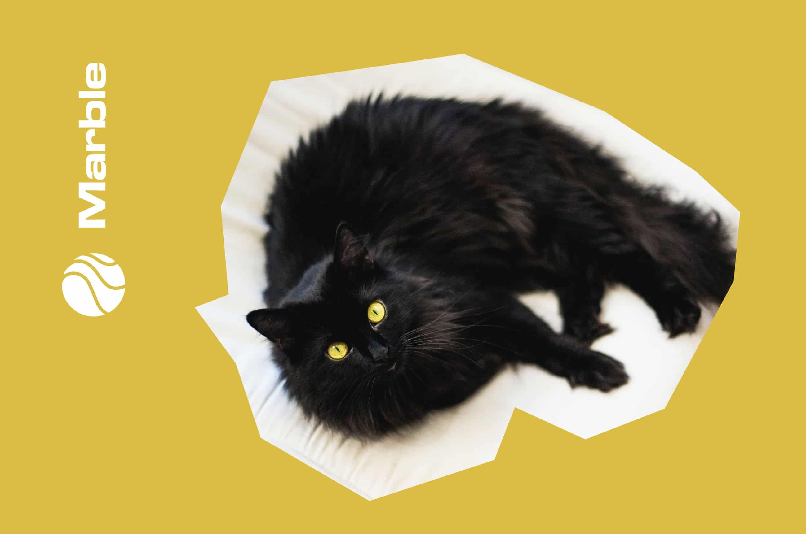 The top 2021 Names-of-Pets-Insured-by-Marble-Members