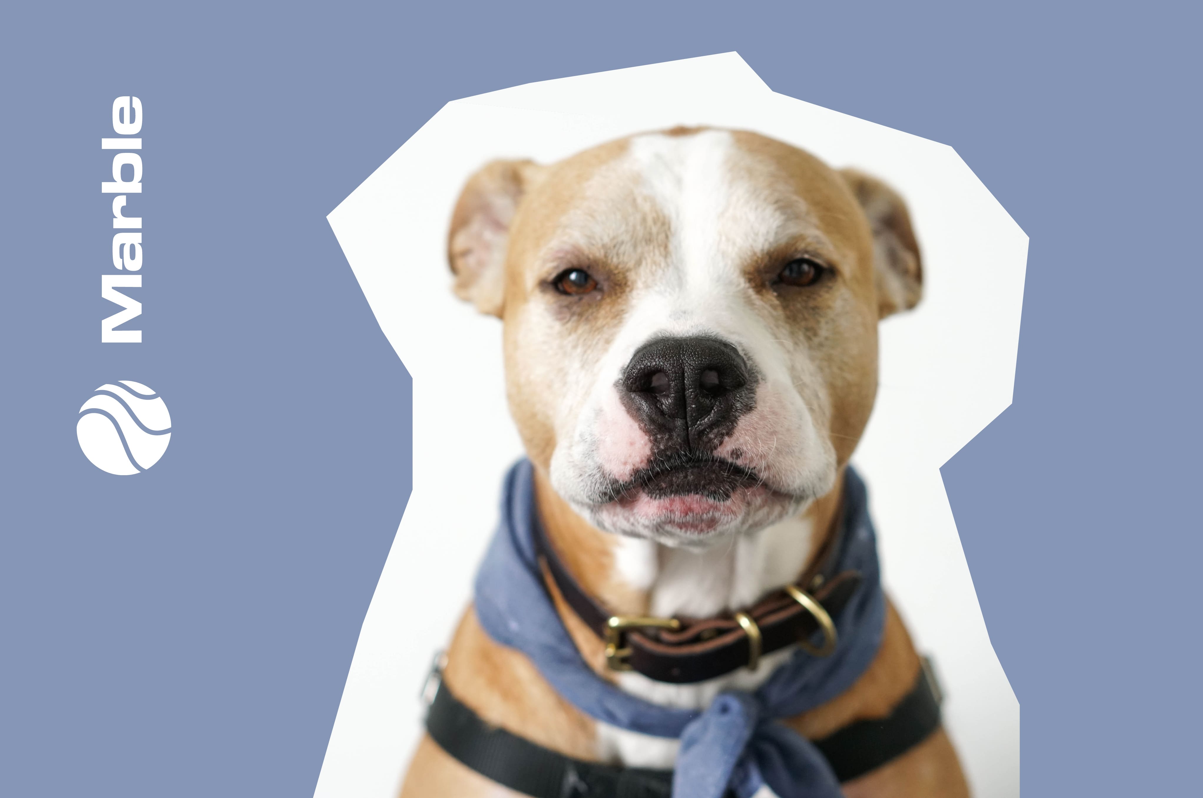 Marble | Earn rewards on your home and auto insurance