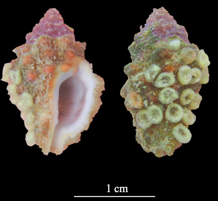 Drupella: The tiny scourge of the reefs