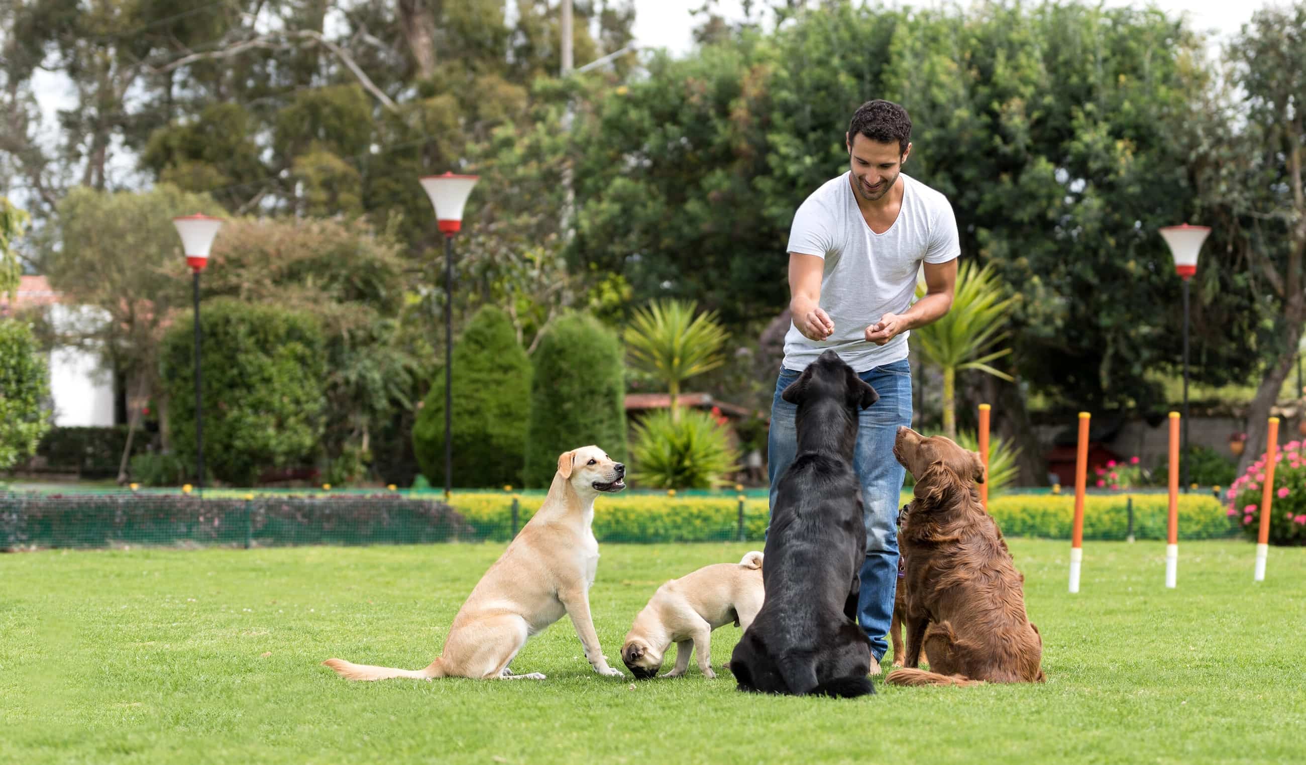 Pet Boarding Services In Patterson Book A Stay