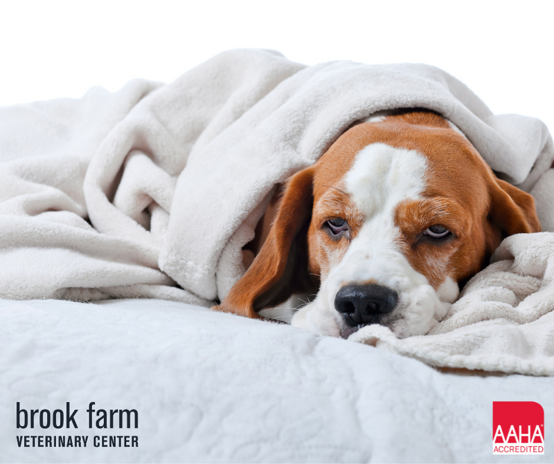 Veterinary Blog - Visit Our Patterson Veterinary Clinic