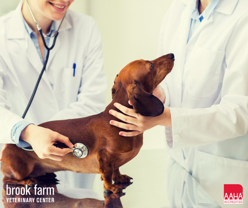 Veterinary Blog - Visit Our Patterson Veterinary Clinic