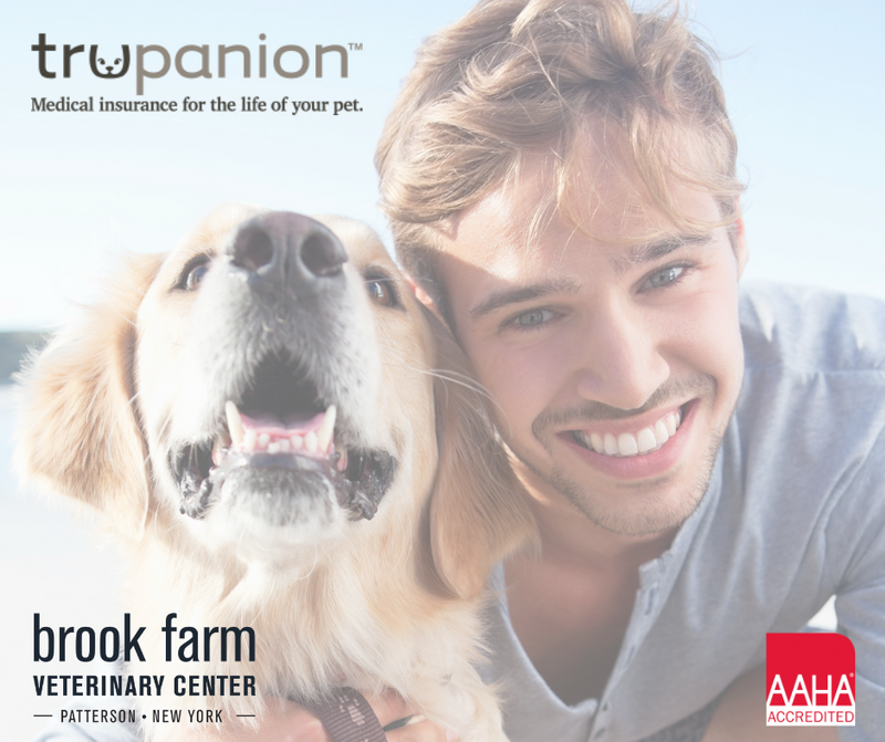 Veterinary Blog - Visit Our Patterson Veterinary Clinic