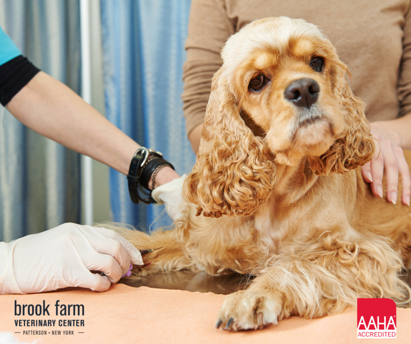 Veterinary Blog - Visit Our Patterson Veterinary Clinic